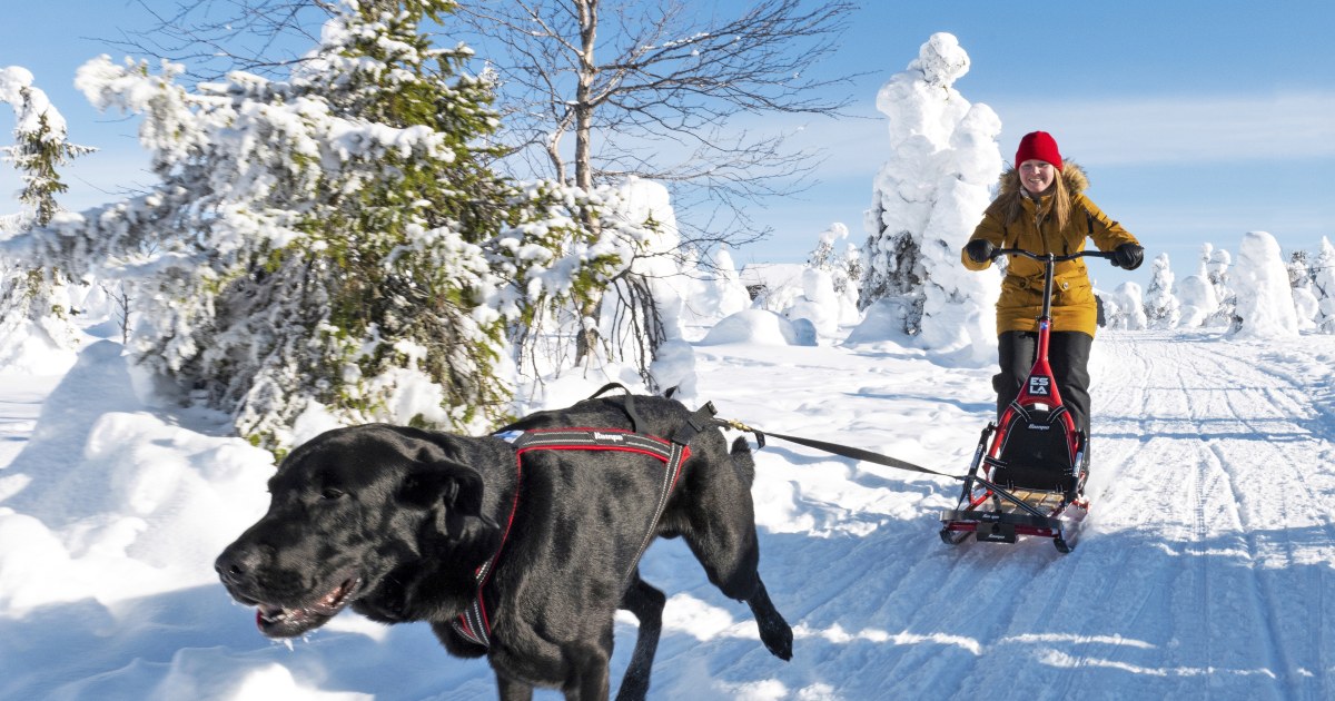 The world’s largest kicksled factory | TEK